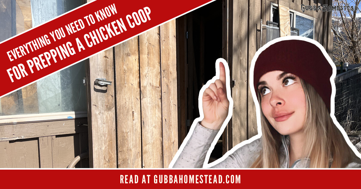 Everything You Need To Know For Prepping a Chicken Coop - Gubba Homestead