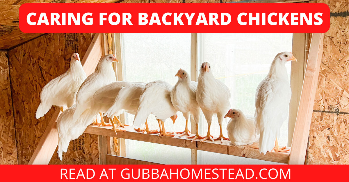 Caring For Backyard Chickens - Gubba Homestead
