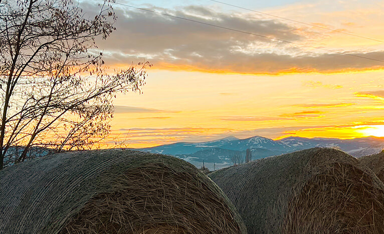 How To Homestead From Anywhere - Gubba Homestead