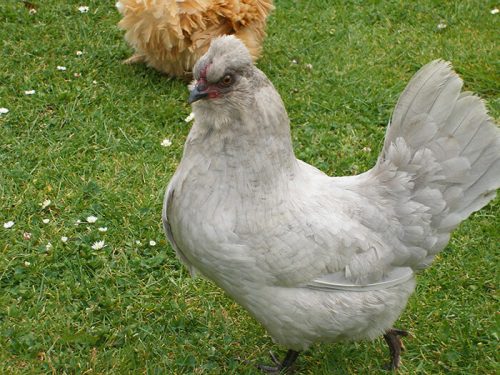 Why You Need Heritage Chickens - Gubba Homestead