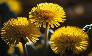 Health Benefits of Dandelions: The Amazing Medicinal Plant - Gubba ...