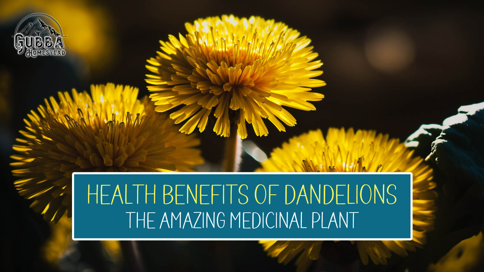 Health Benefits of Dandelions: The Amazing Medicinal Plant - Gubba ...