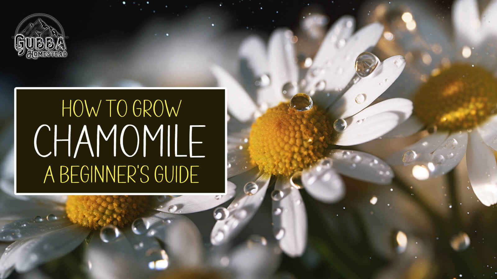 How to Grow Chamomile: A Beginner’s Guide - Gubba Homestead