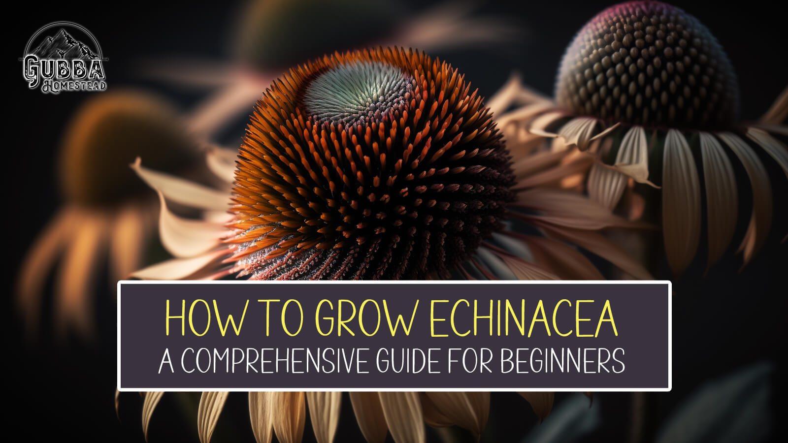 How To Grow Echinacea A Comprehensive Guide For Beginners - Gubba Homestead