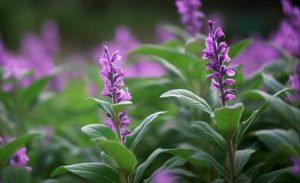 How to Grow Sage: A Beginner’s Guide - Gubba Homestead