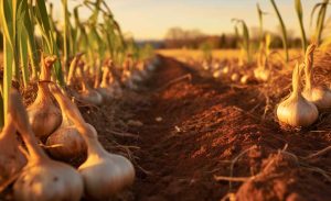 How To Grow Garlic a Comprehensive Guide - Gubba Homestead