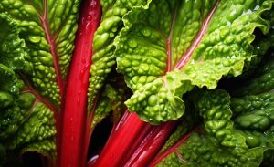 How to Grow Rhubarb: A Comprehensive Guide to Cultivating Tart and ...