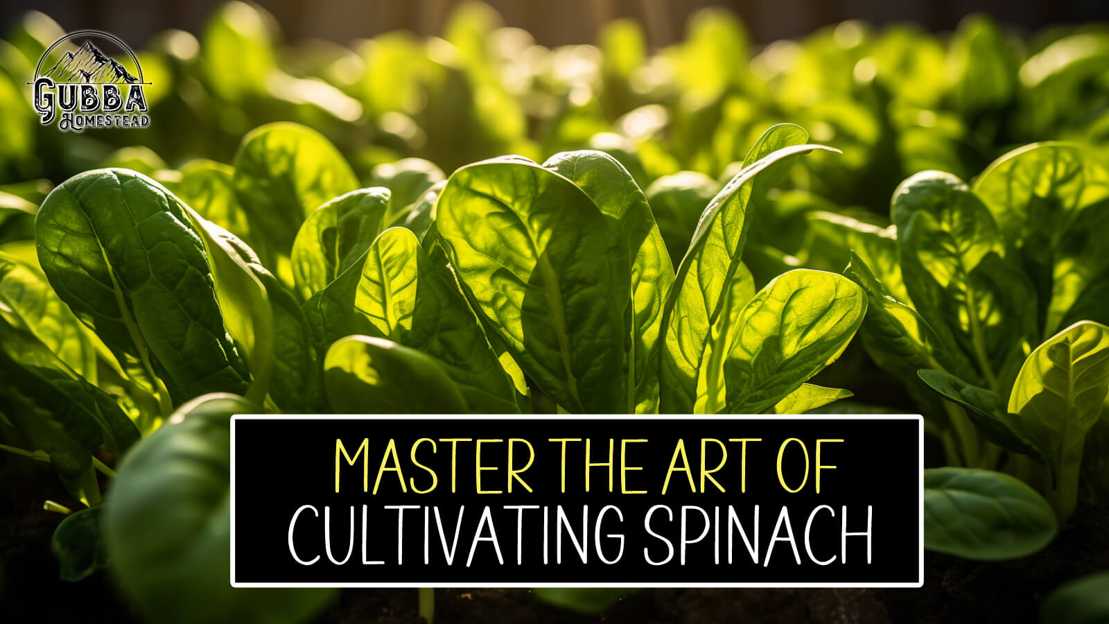 Master The Art Of Cultivating Spinach - Gubba Homestead