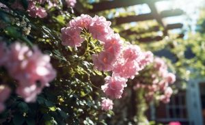 The Best Trellising Flowers to Add Vertical Beauty to Your Garden ...