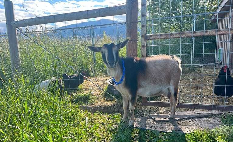 Everything You Need To Know About Raising Goats - Gubba Homestead