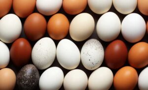Discover the Rainbow: Colorful Chicken Egg Varieties - Gubba Homestead