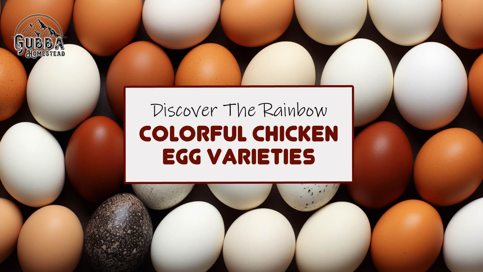 Discover the Rainbow: Colorful Chicken Egg Varieties - Gubba Homestead