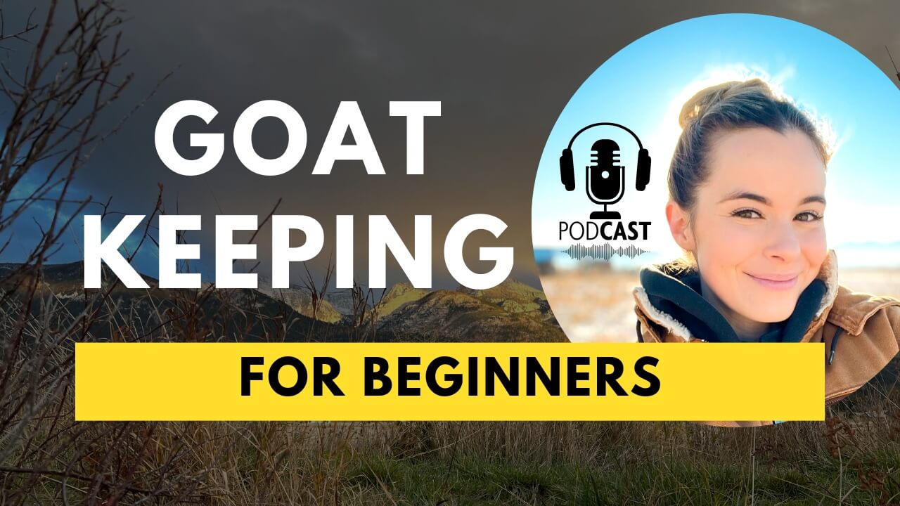 Goat-keeping for Beginners - Gubba Homestead