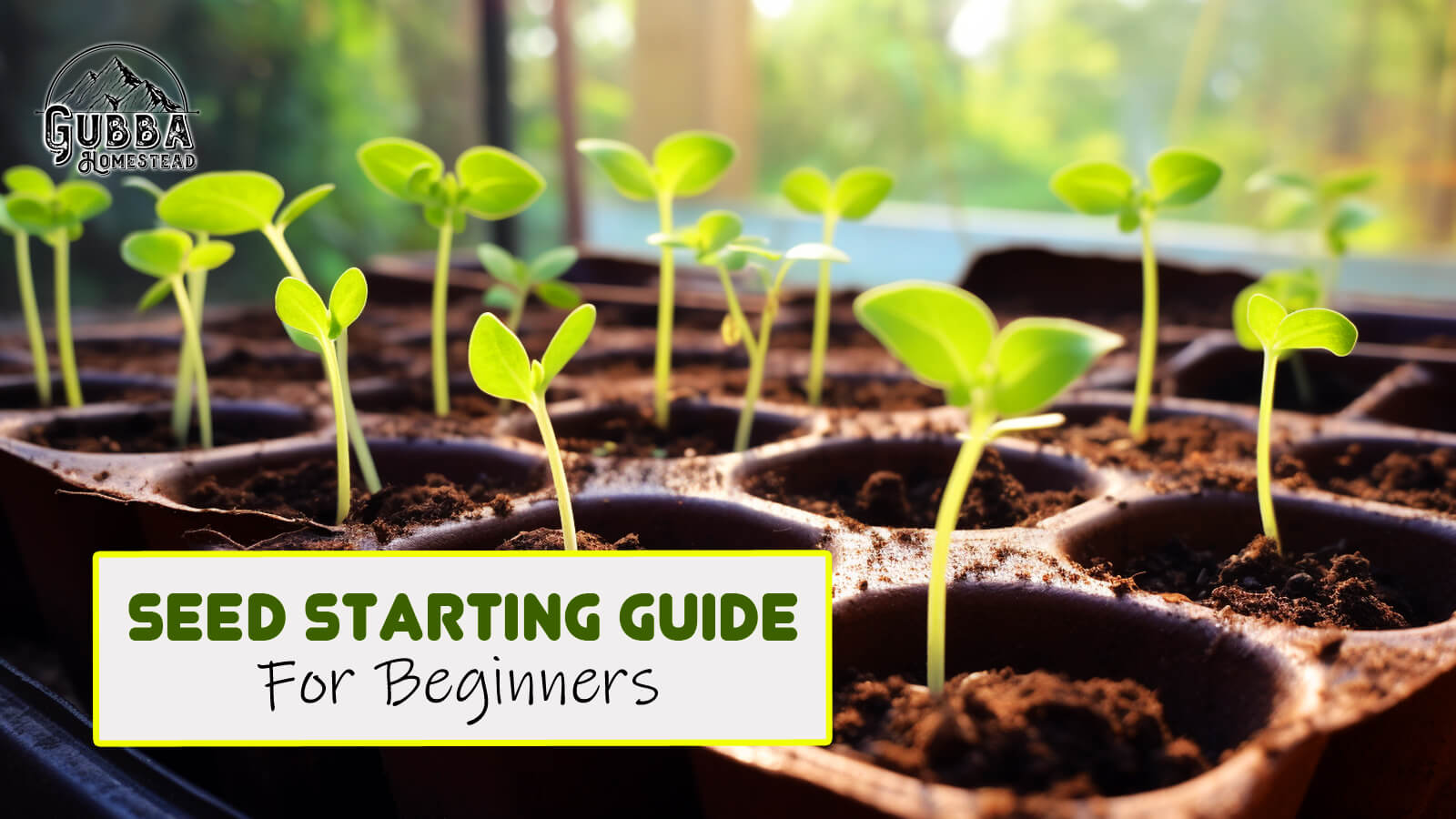 Your Ultimate Seed Starting Guide - Gubba Homestead